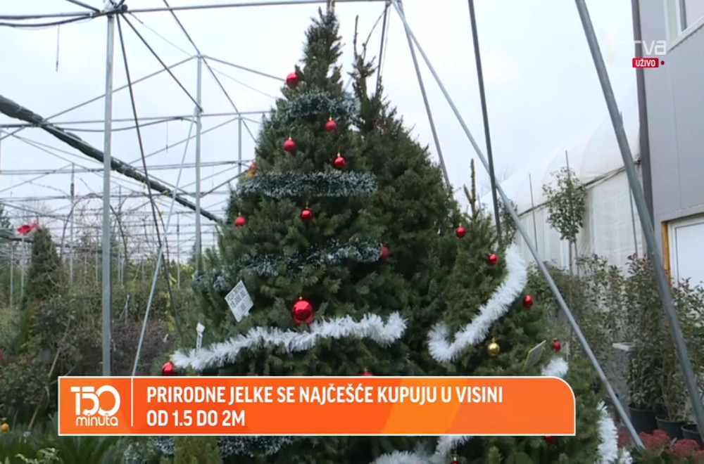 Kako odabrati pravu jelku? | Video | Prva Televizija