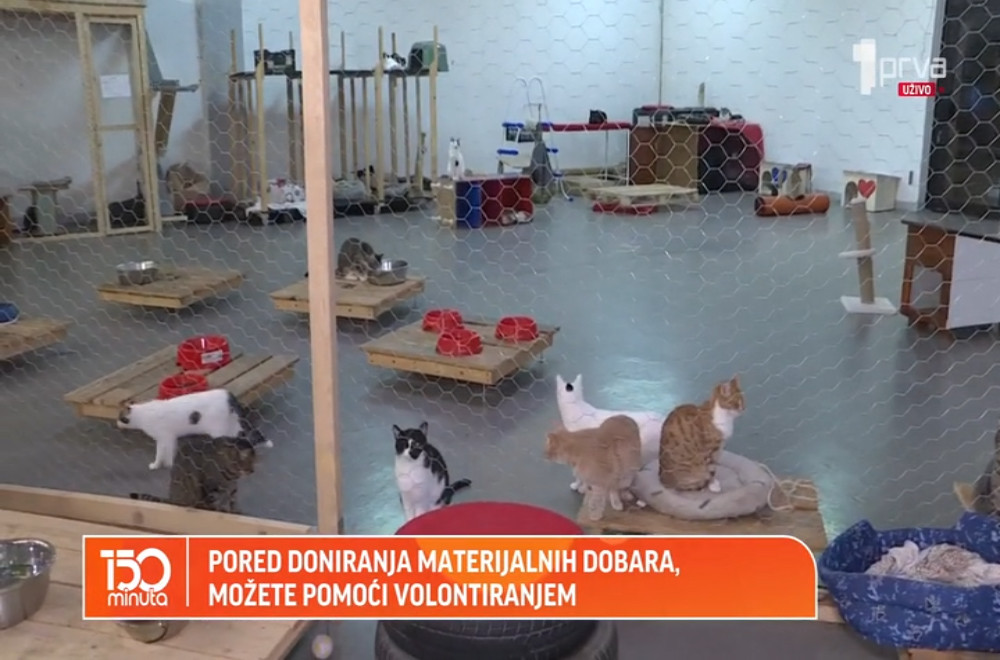 Kako pomoći napuštenim životinjama sa ulice? | Video | Prva Televizija