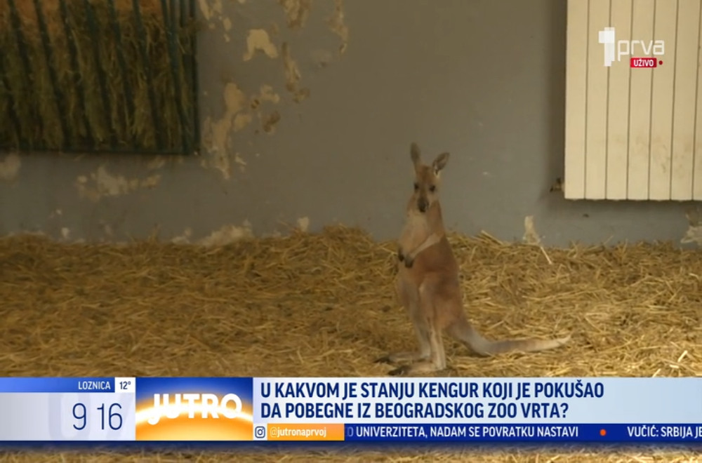 Gde se trenutno nalazi kengur koji je pobegao iz kaveza u beogradskom zoološkom vrtu? | Video ...