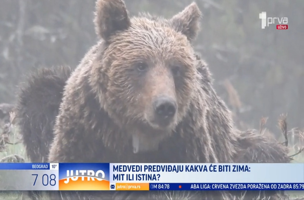 Da li se po ponašanju medveda može pretpostaviti kakva je zima pred nama? | Video | Prva Televizija