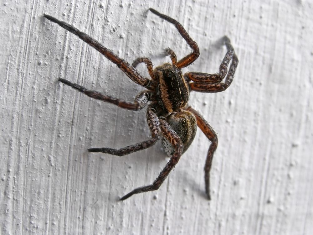 Neka upadnu u vašu zamku: 7 trikova za borbu protiv paukova