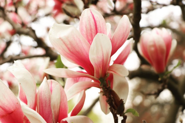 Zašto bi svako trebalo da ima drvo magnolije u svom dvorištu: U narodu ...