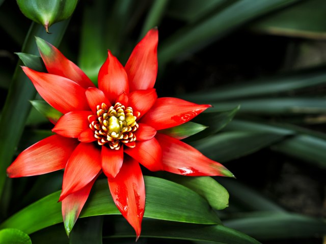 Najlepše sobno cveće koje je ujedno i najlakše za održavanje