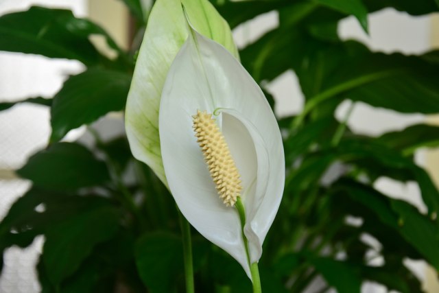 Najlepše sobno cveće koje je ujedno i najlakše za održavanje